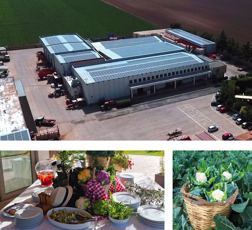 Mediterraneo Group - Apofruit